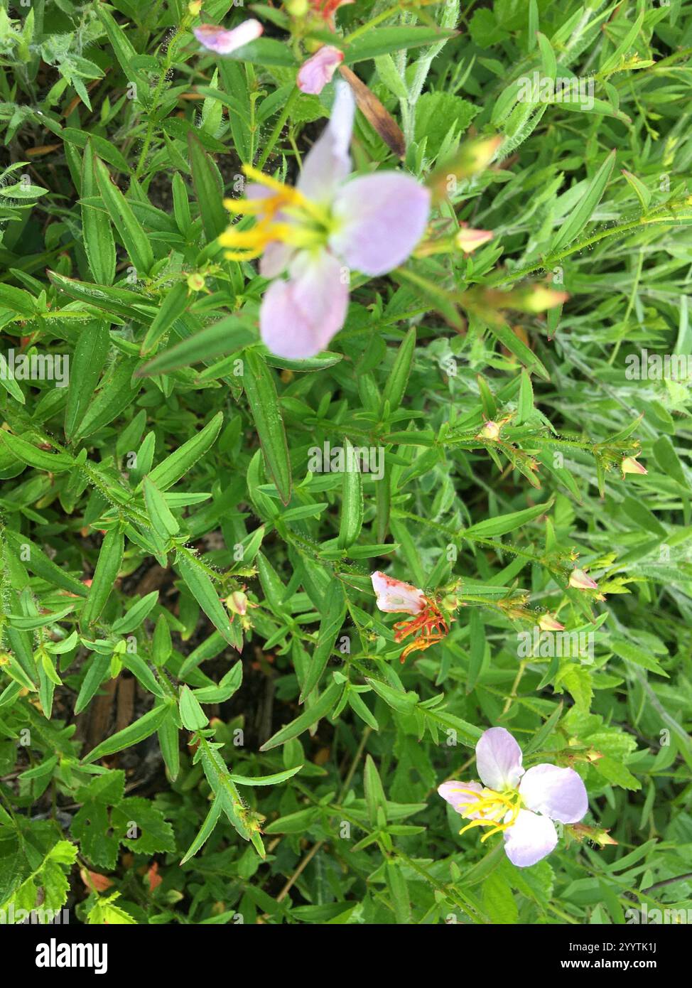 Maryland meadowbeauty (Rhexia mariana Stock Photo - Alamy