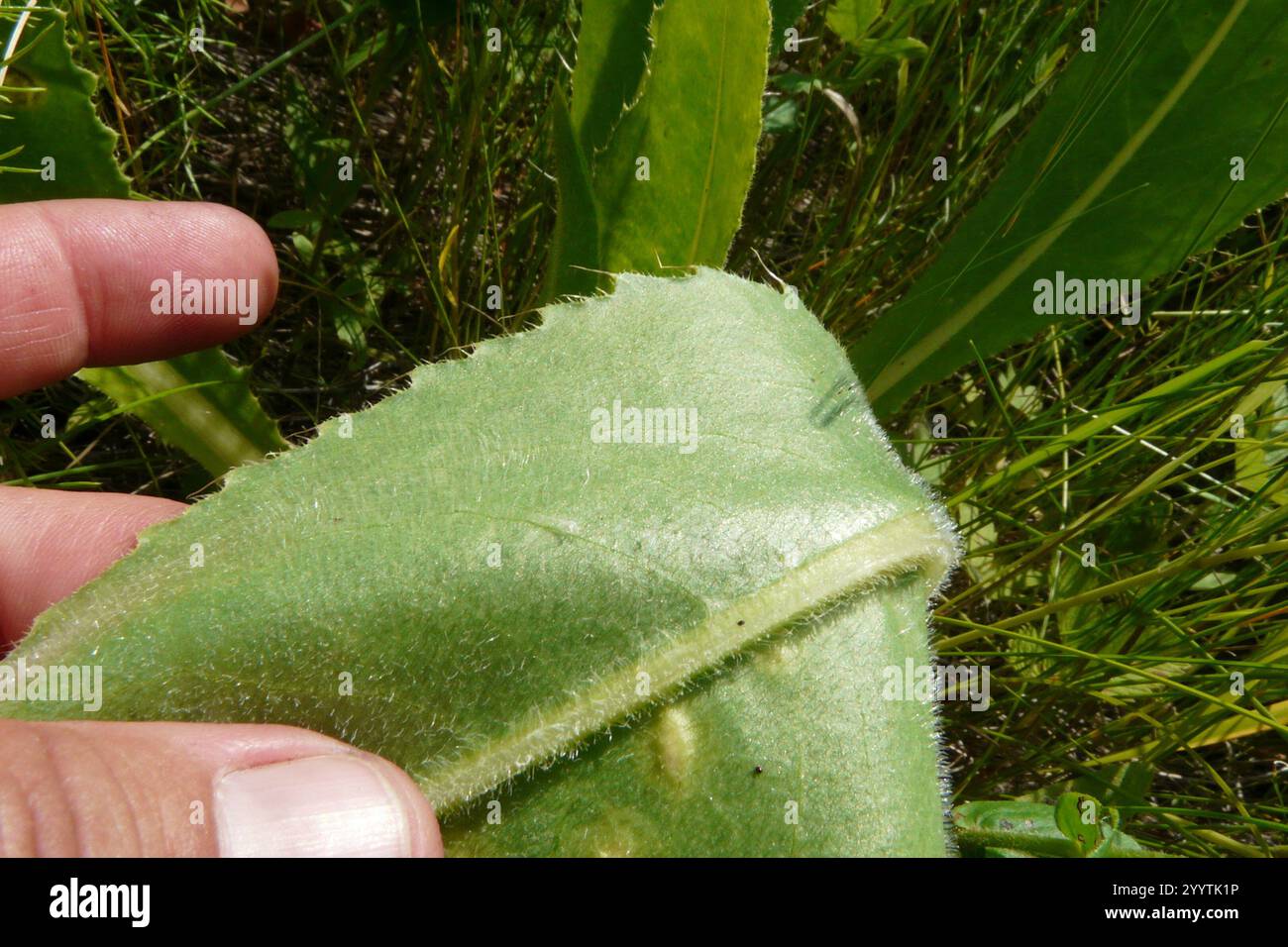 Queen Anne's thistle (Cirsium canum Stock Photo - Alamy