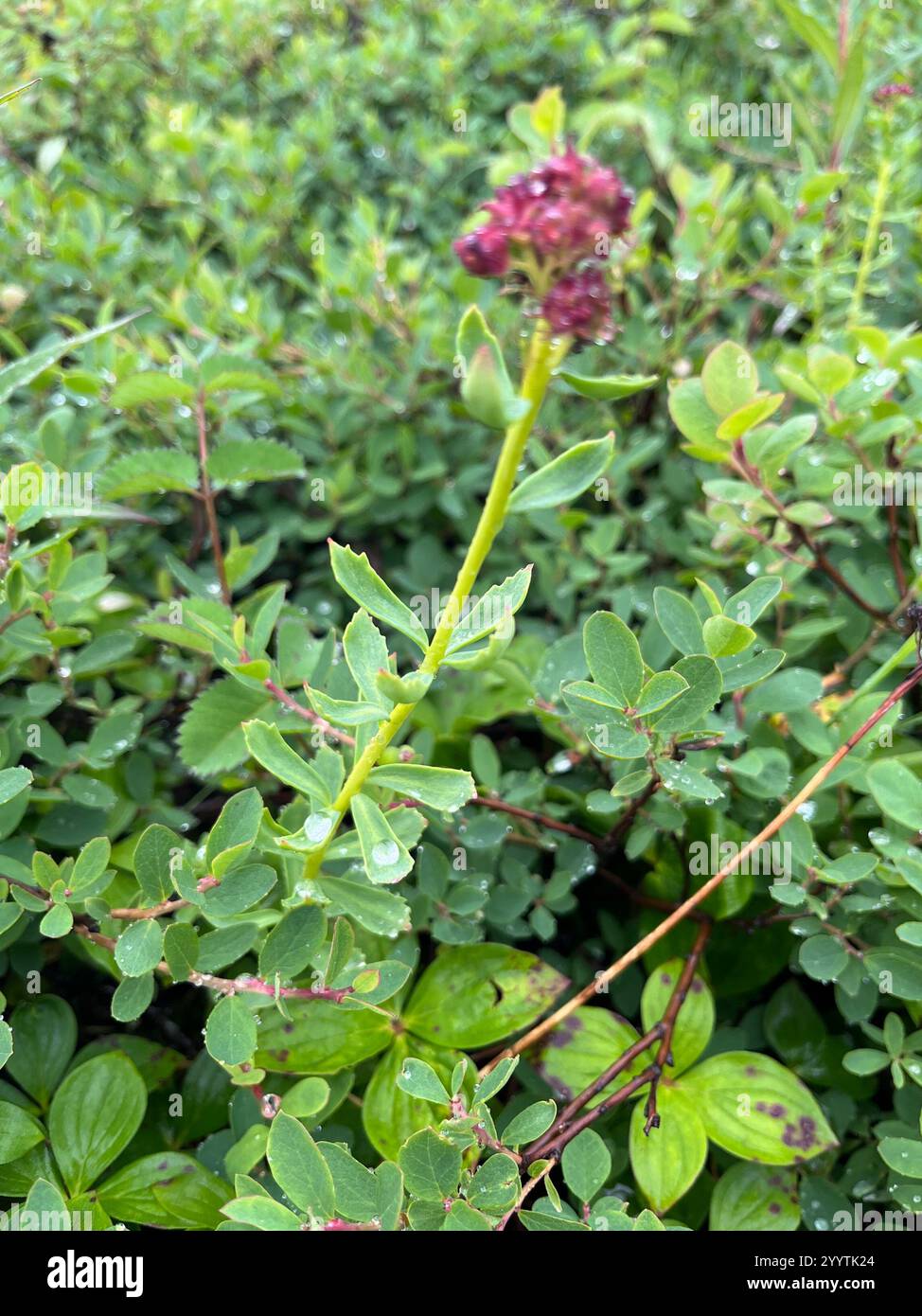 western roseroot (Rhodiola integrifolia Stock Photo - Alamy
