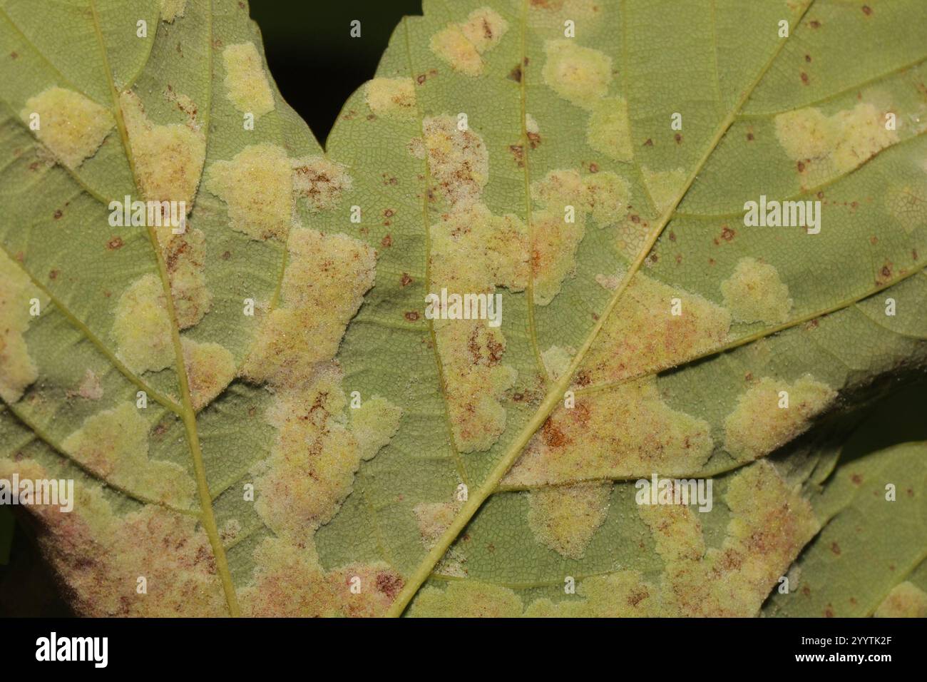 Sycamore Felt Gall Mite (Aceria pseudoplatani Stock Photo - Alamy