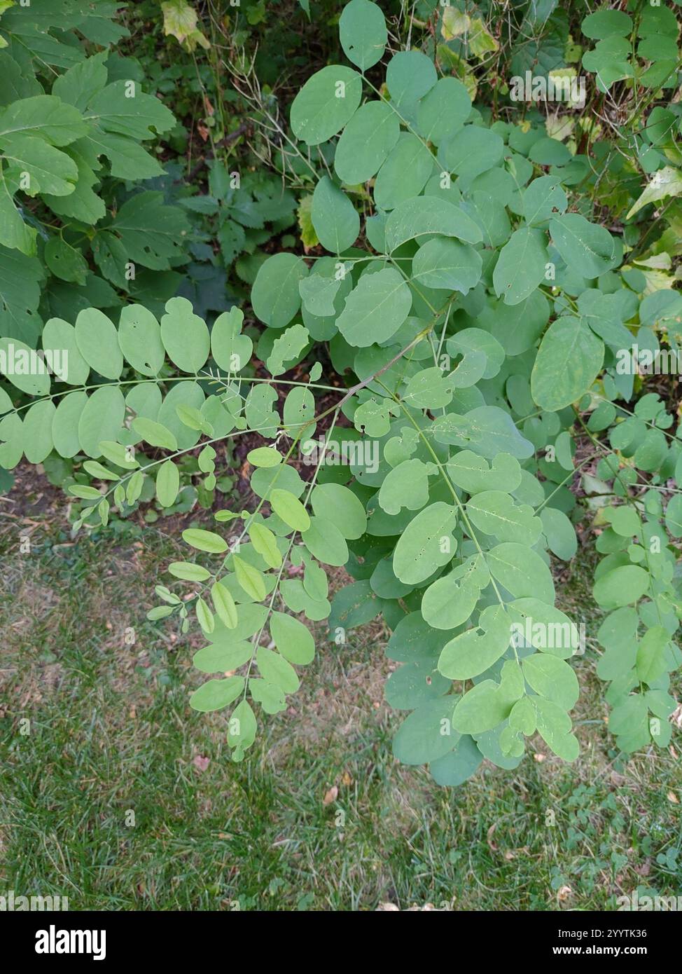 black locust (Robinia pseudoacacia Stock Photo - Alamy