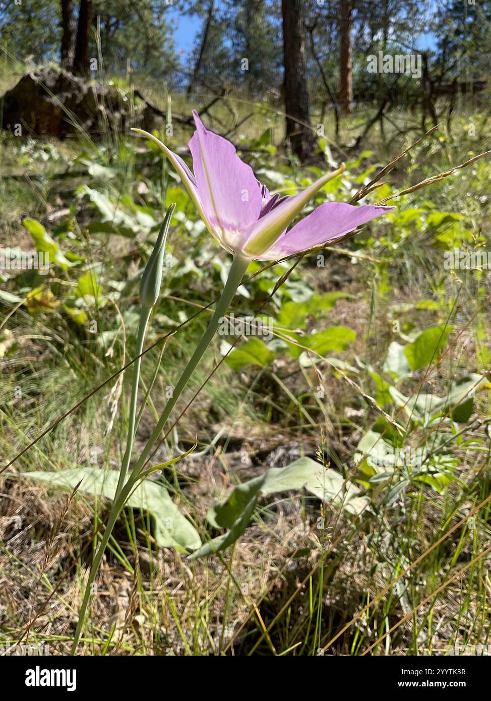Sagebrush Mariposa Lily (Calochortus macrocarpus Stock Photo - Alamy