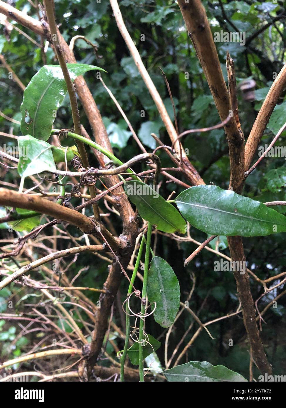 New Zealand passionflower (Passiflora tetrandra Stock Photo - Alamy