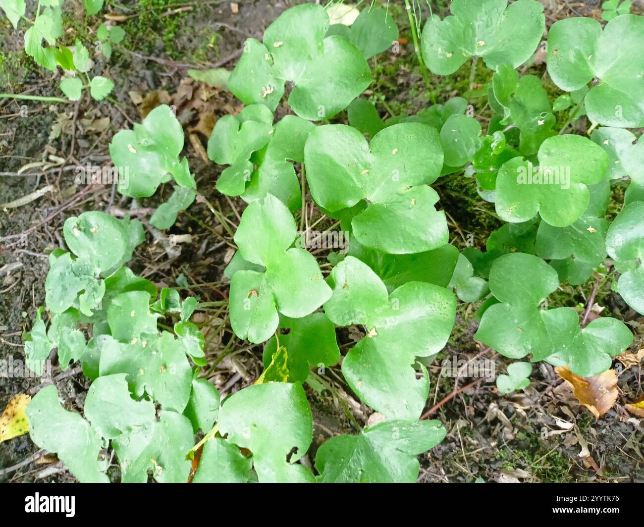 Liverleaf (Hepatica nobilis Stock Photo - Alamy
