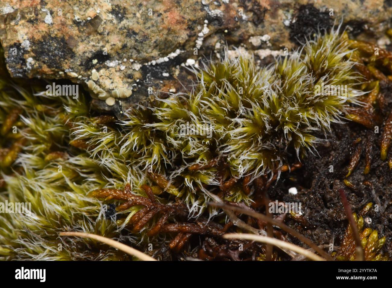 Woolly Fringe-moss (Racomitrium lanuginosum Stock Photo - Alamy