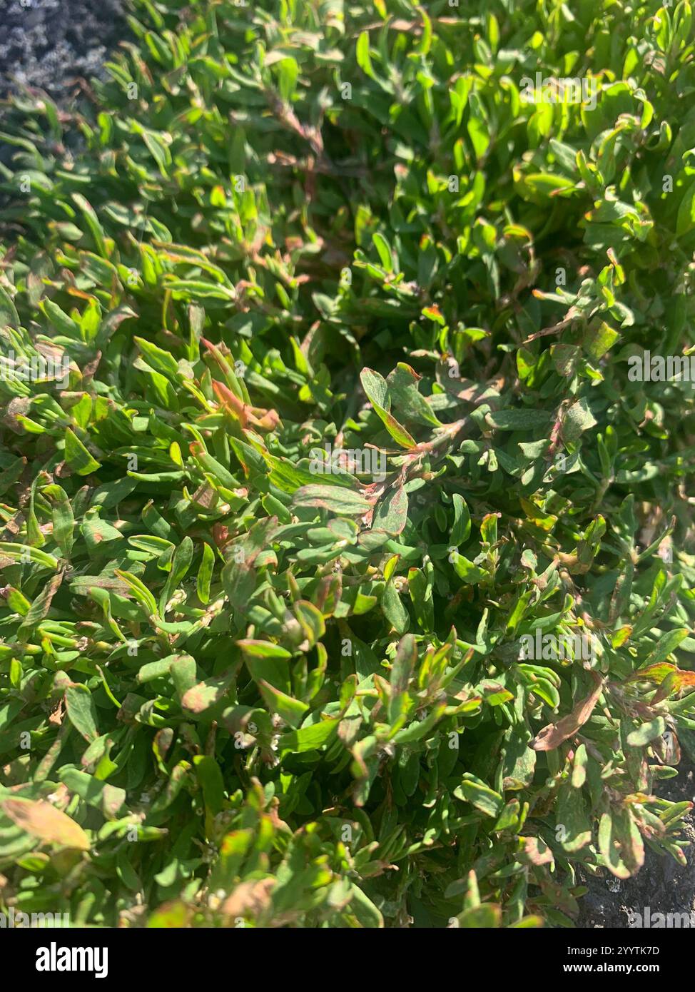 Oval Leaf Knotweed (Polygonum arenastrum Stock Photo - Alamy