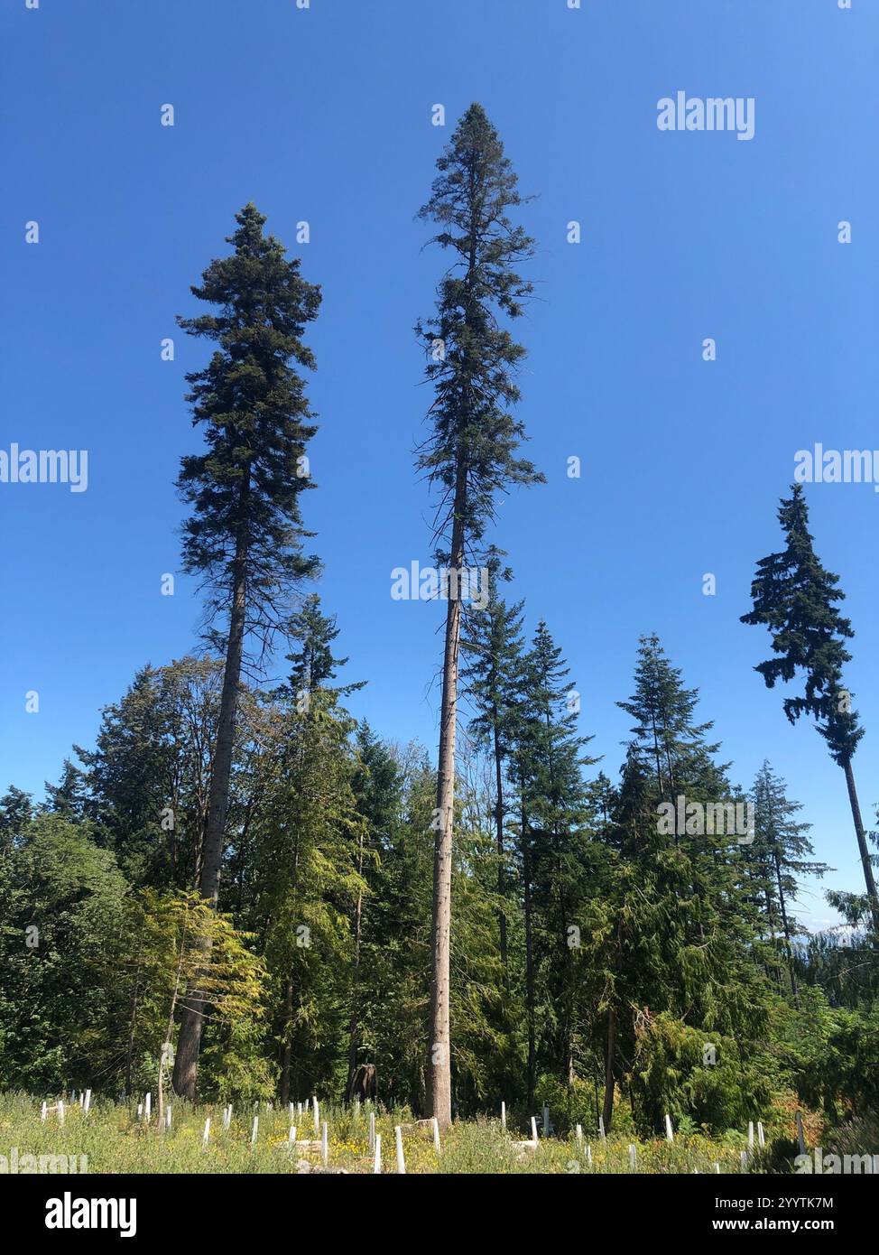 grand fir (Abies grandis Stock Photo - Alamy