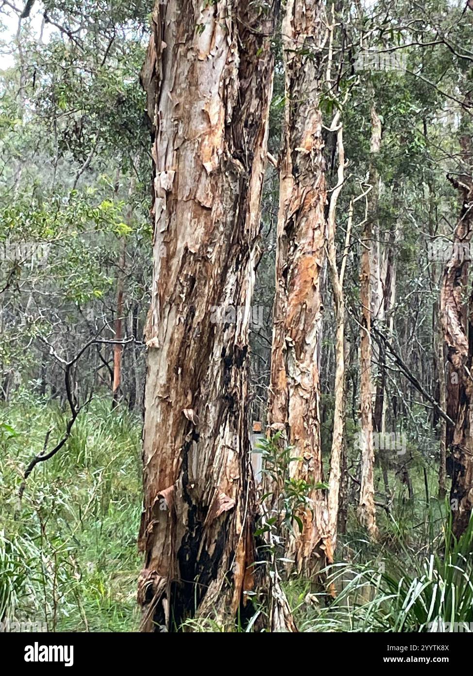 Broad-leaved paperbark (Melaleuca quinquenervia Stock Photo - Alamy