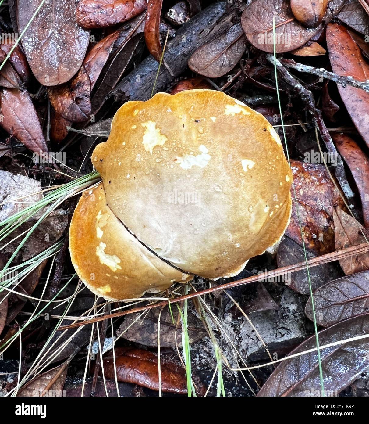 spotted bolete (Xanthoconium affine Stock Photo - Alamy