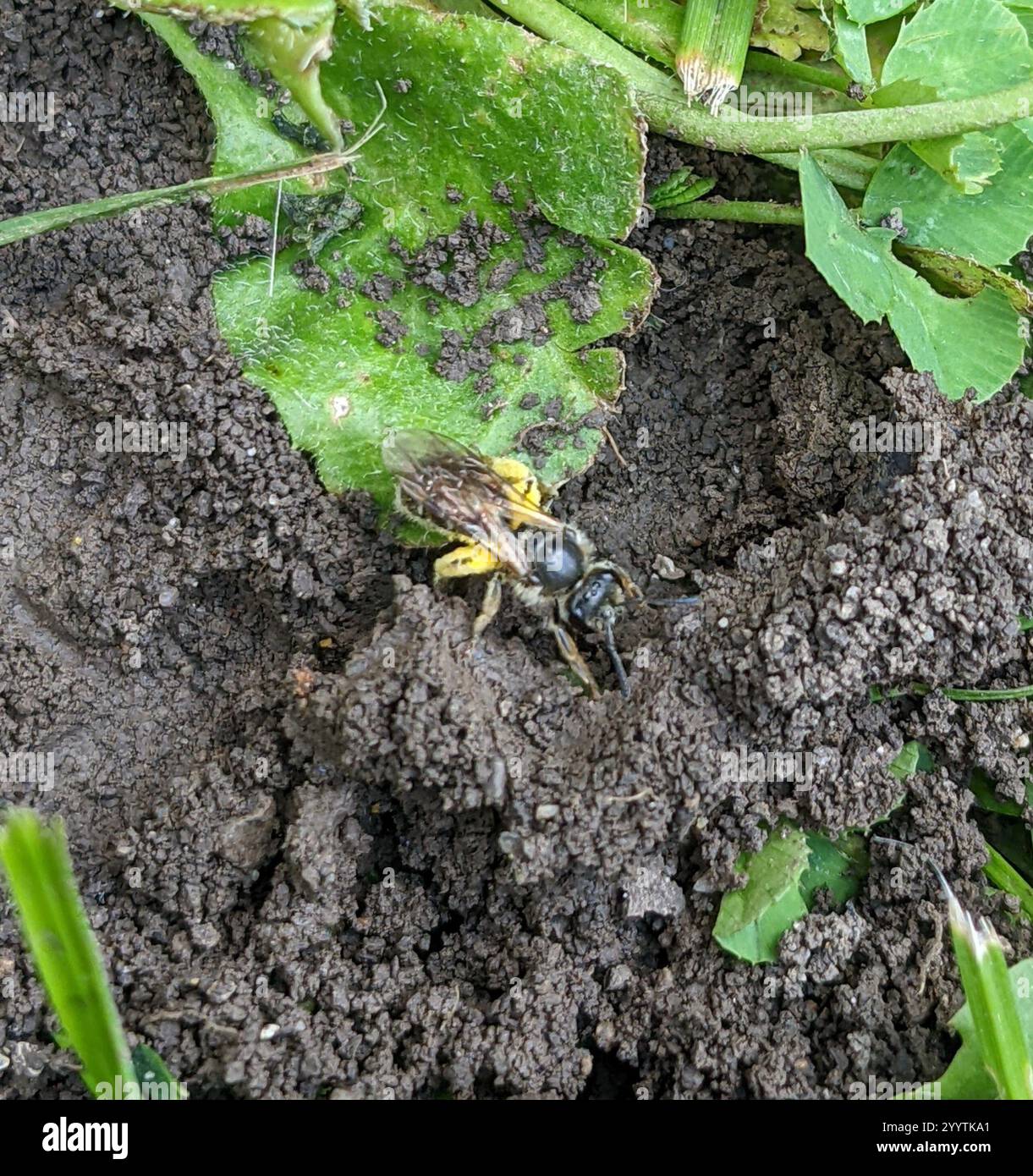 Yellow-legged Mining Bee (Andrena flavipes Stock Photo - Alamy