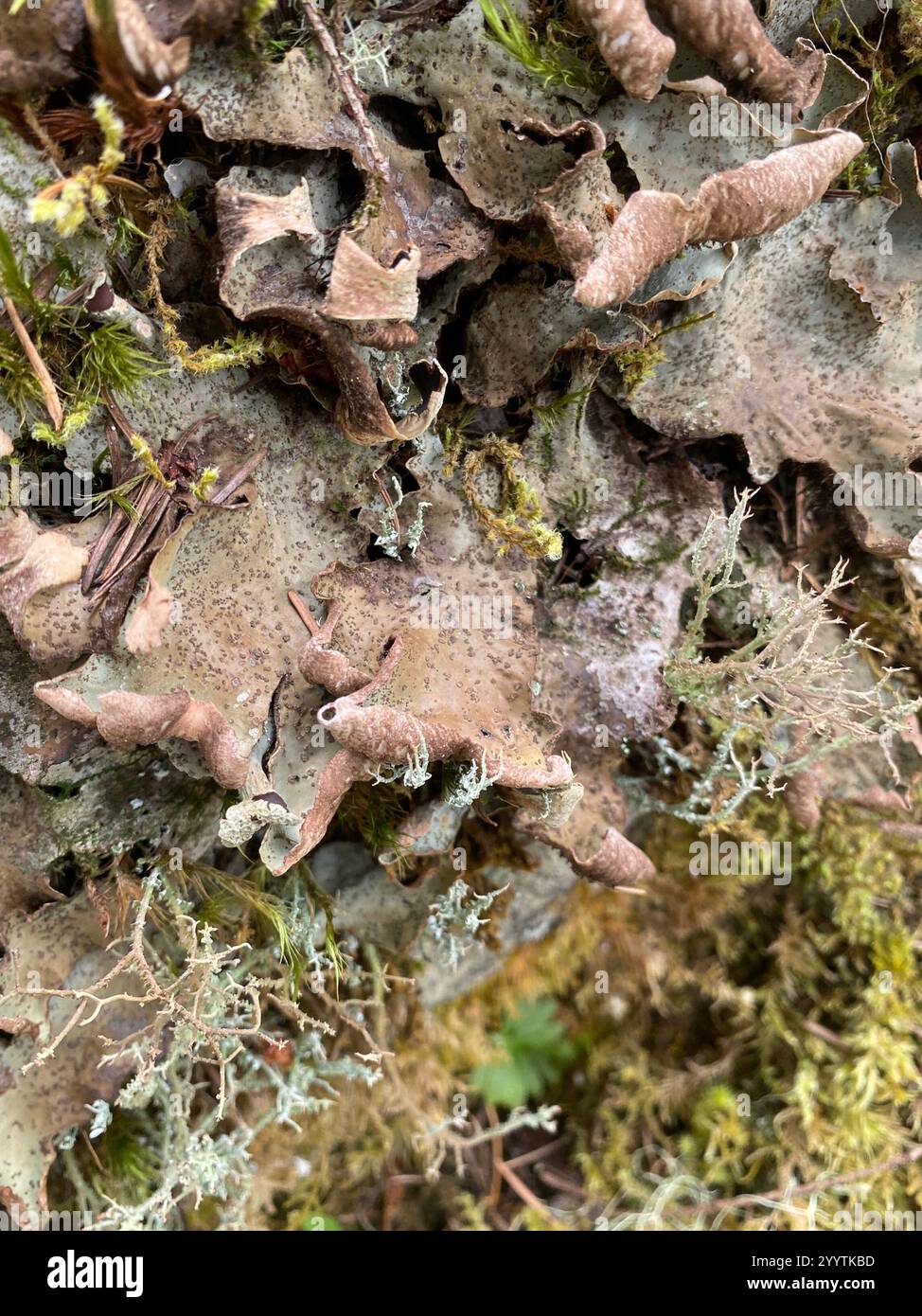 pelt lichens (Peltigera Stock Photo - Alamy