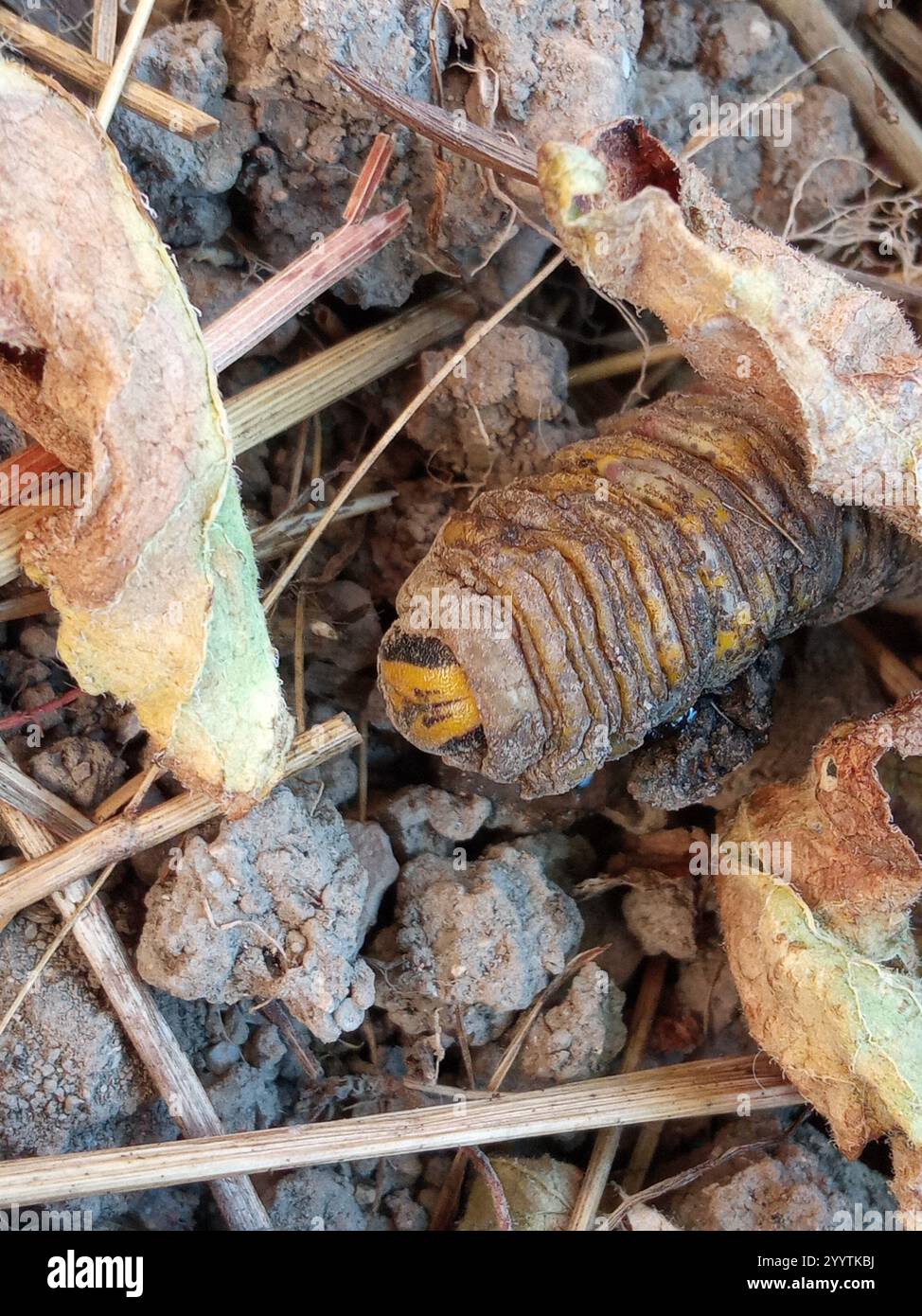 Shark Moth (Cucullia umbratica Stock Photo - Alamy