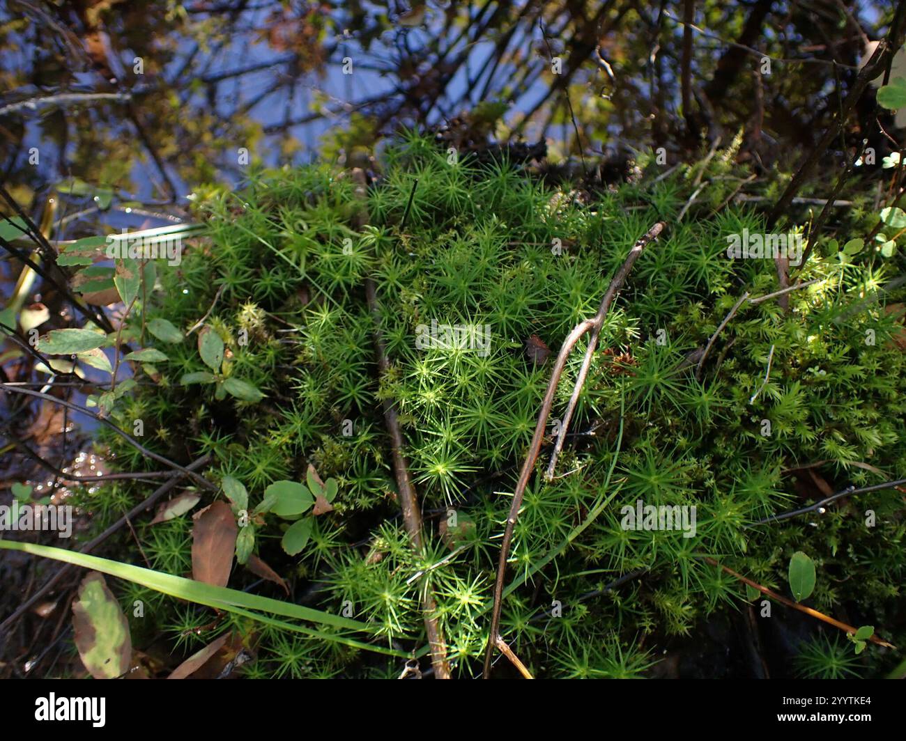 Common Haircap Moss (Polytrichum commune Stock Photo - Alamy