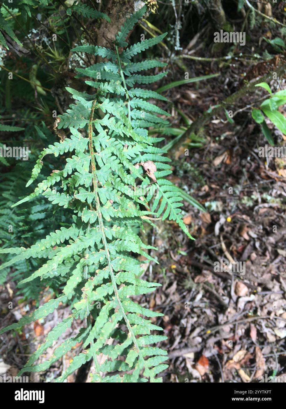 polypody family (Polypodiaceae Stock Photo - Alamy