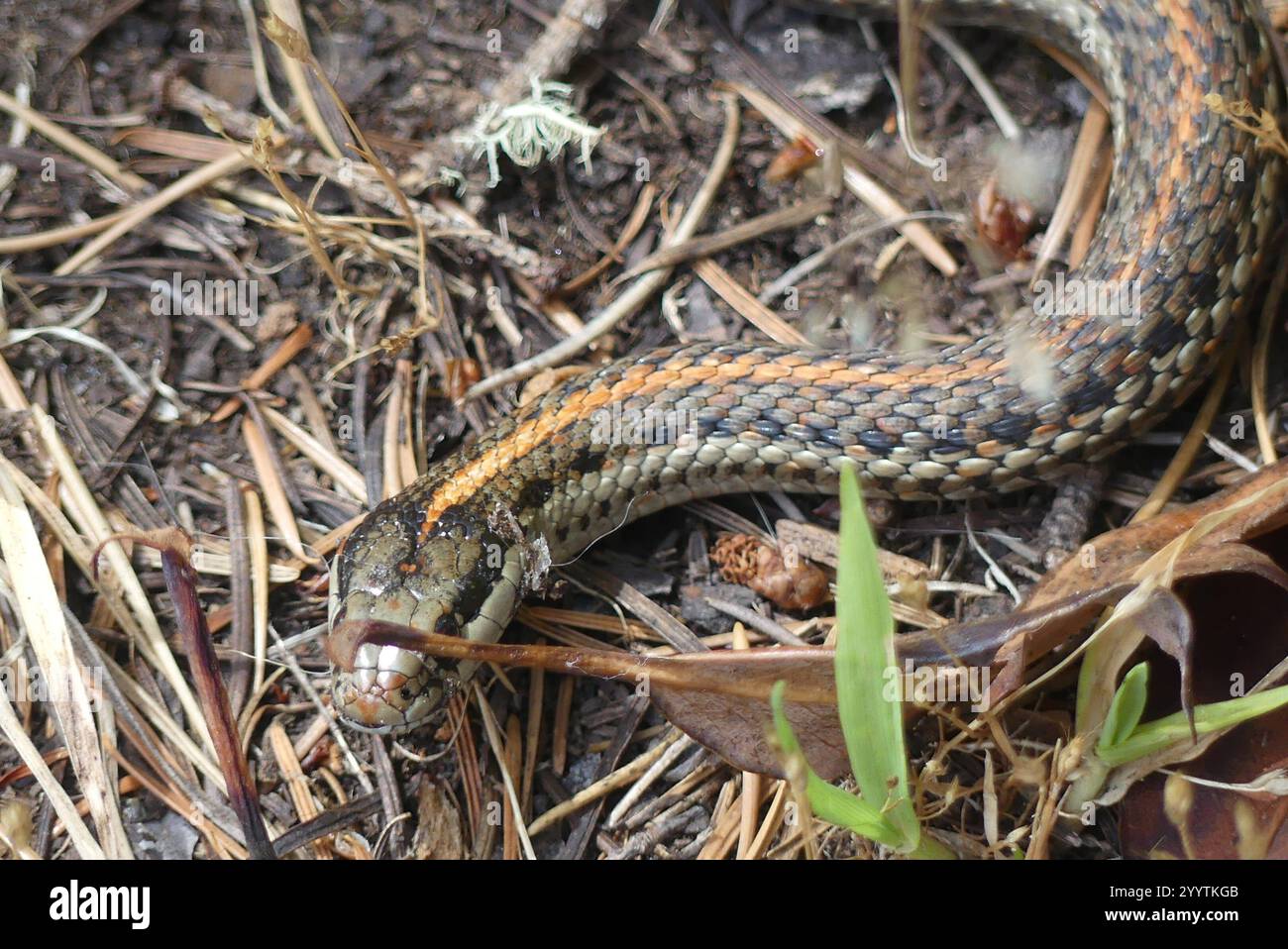 Northwestern Garter Snake (Thamnophis ordinoides Stock Photo - Alamy