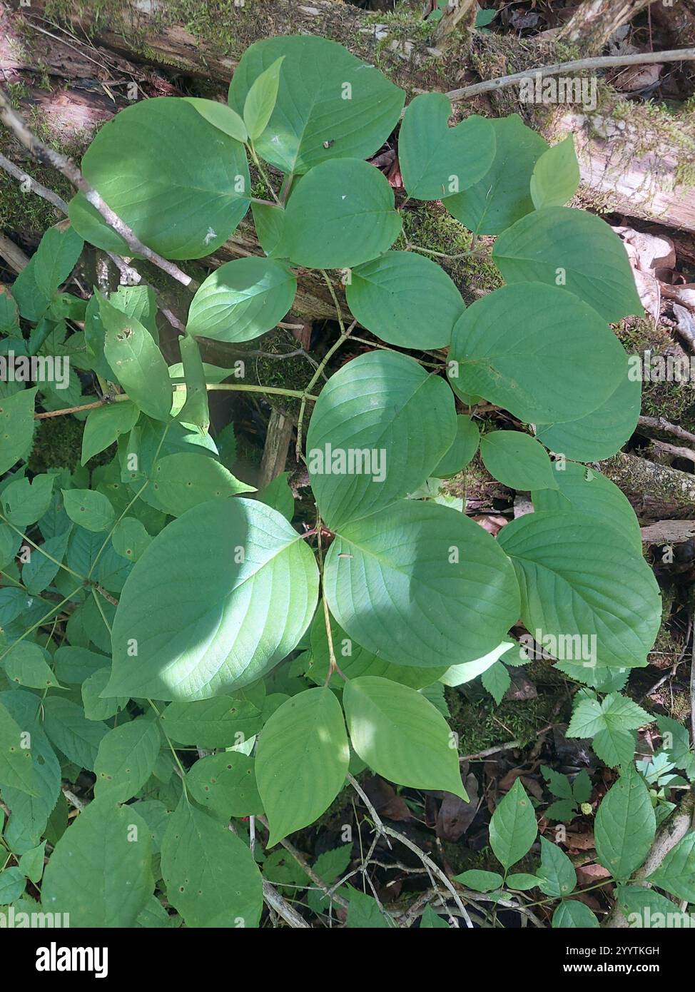 Round-leaved Dogwood (Cornus rugosa Stock Photo - Alamy