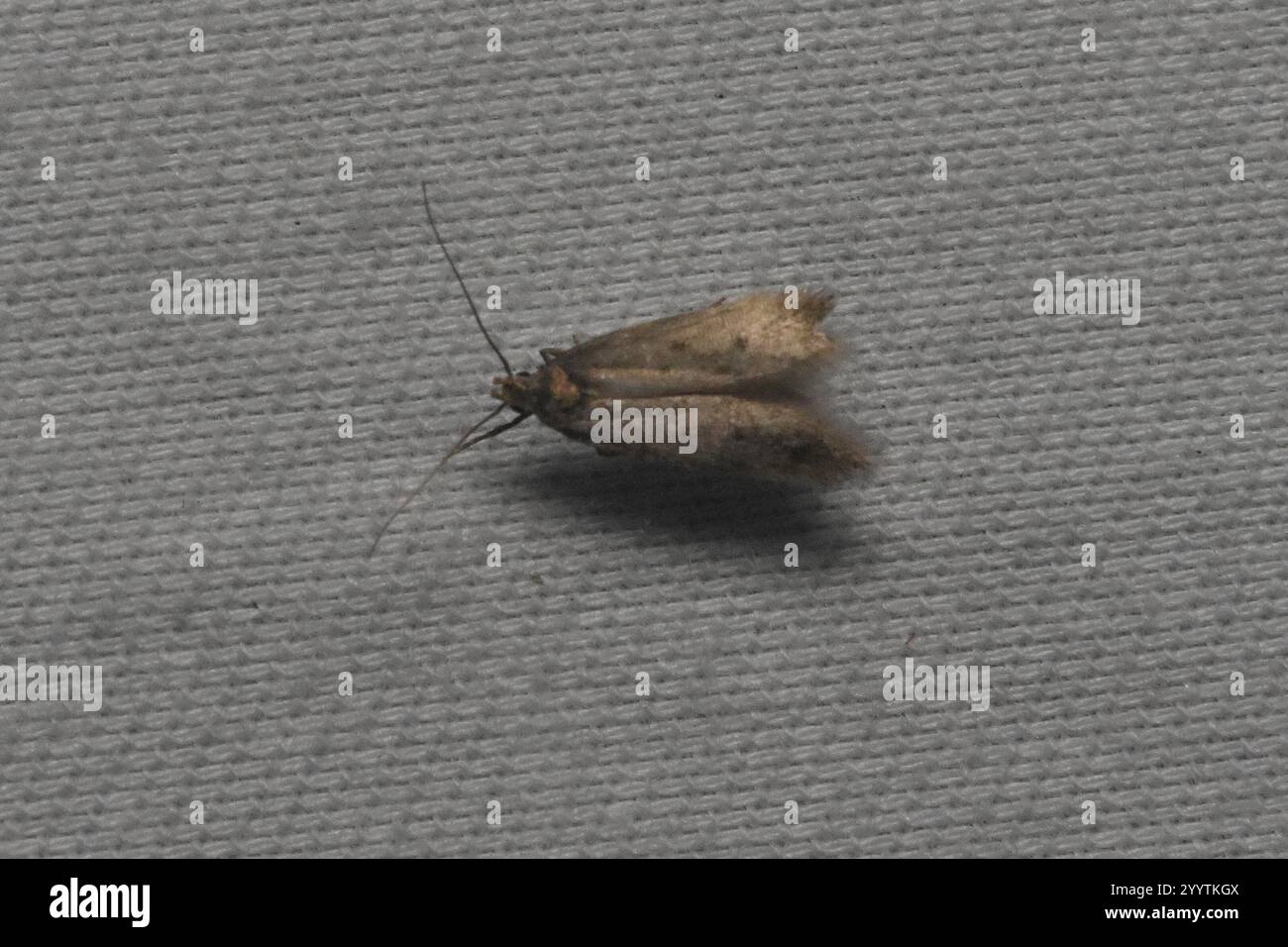 Tortricid Leafroller Moths and Allies (Tortricoidea Stock Photo - Alamy
