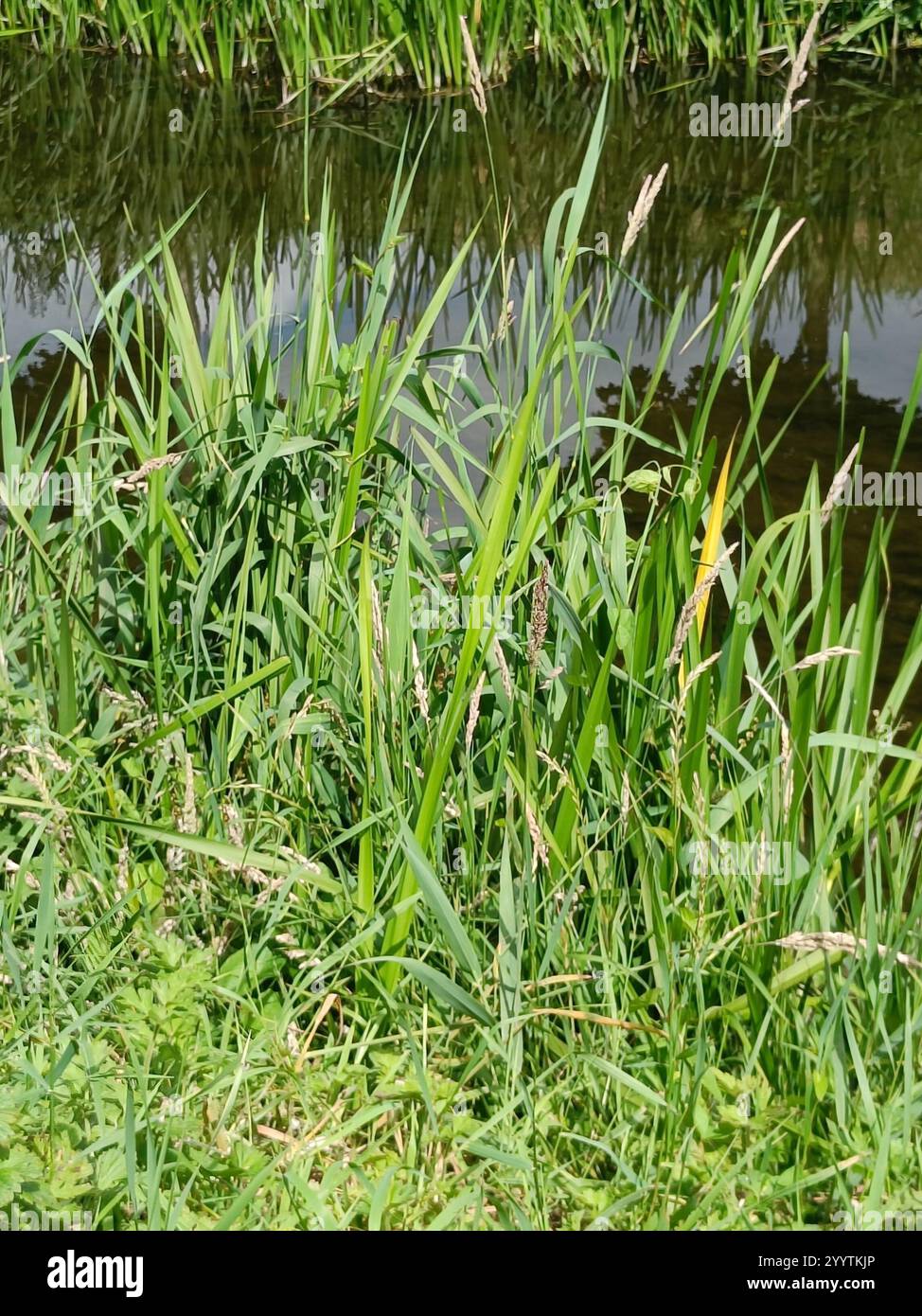 Reeds, Giant Canes, and allies (Arundinoideae Stock Photo - Alamy