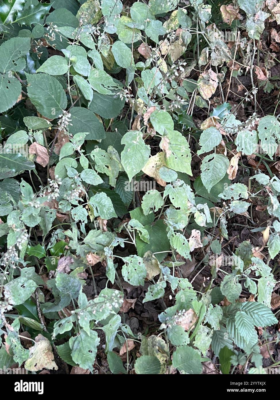 enchanter's-nightshade (Circaea lutetiana Stock Photo - Alamy