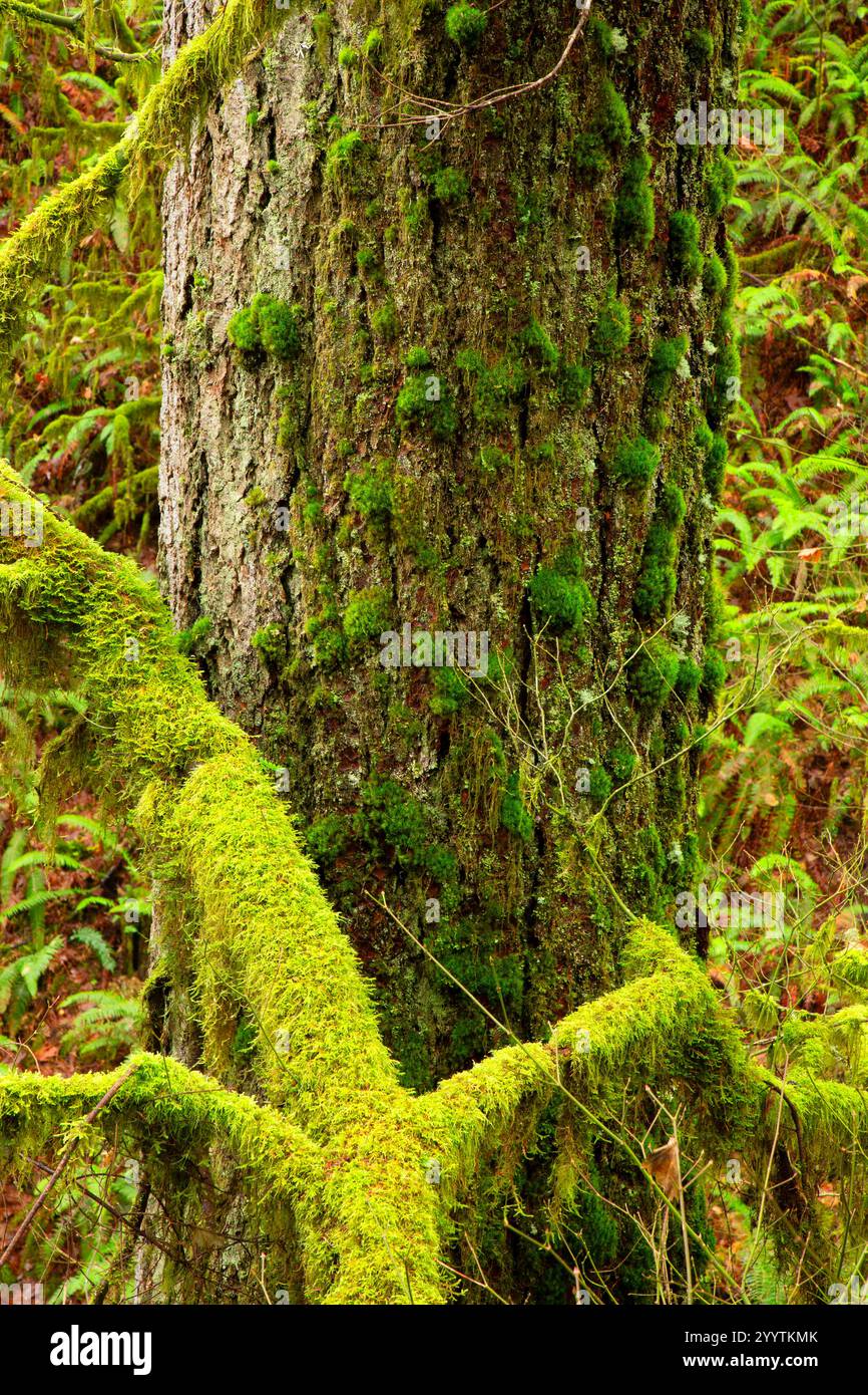 Douglas fir (Pseudotsuga menziesii) trunk, Silver Falls State Park ...