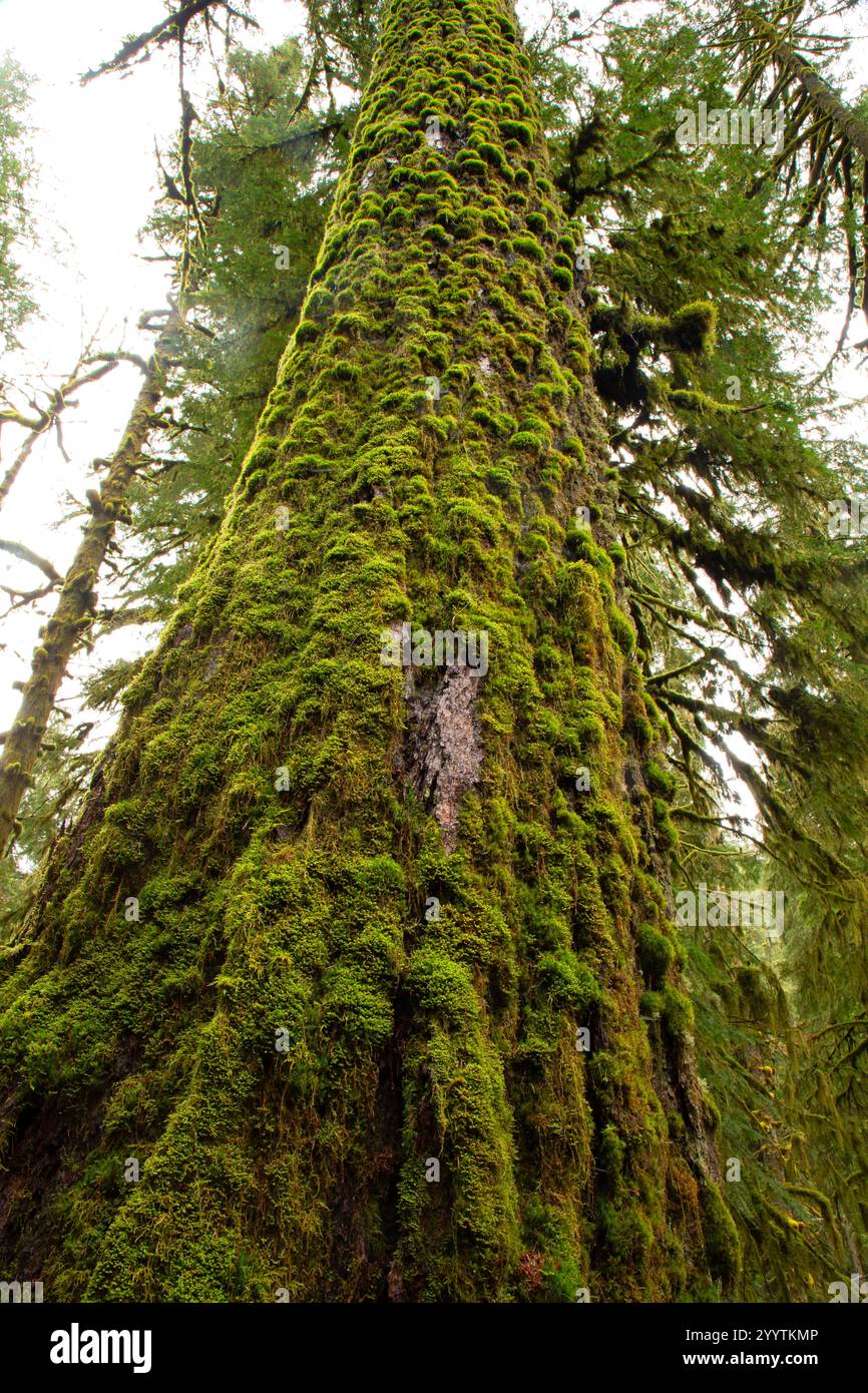 Douglas fir (Pseudotsuga menziesii) trunk, Silver Falls State Park ...