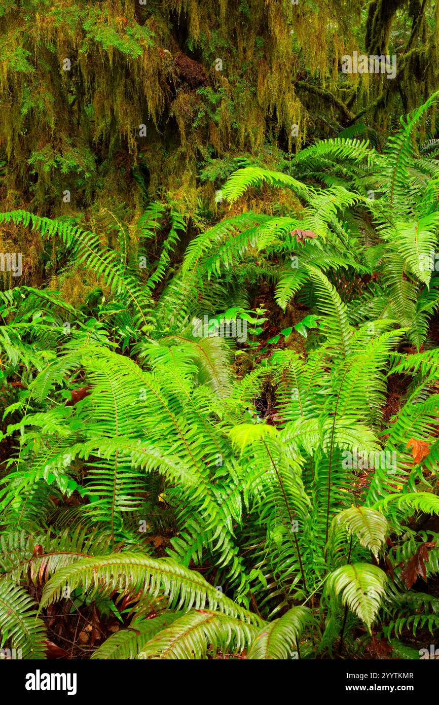 Western sword fern (Polystichum munitum), Silver Falls State Park ...