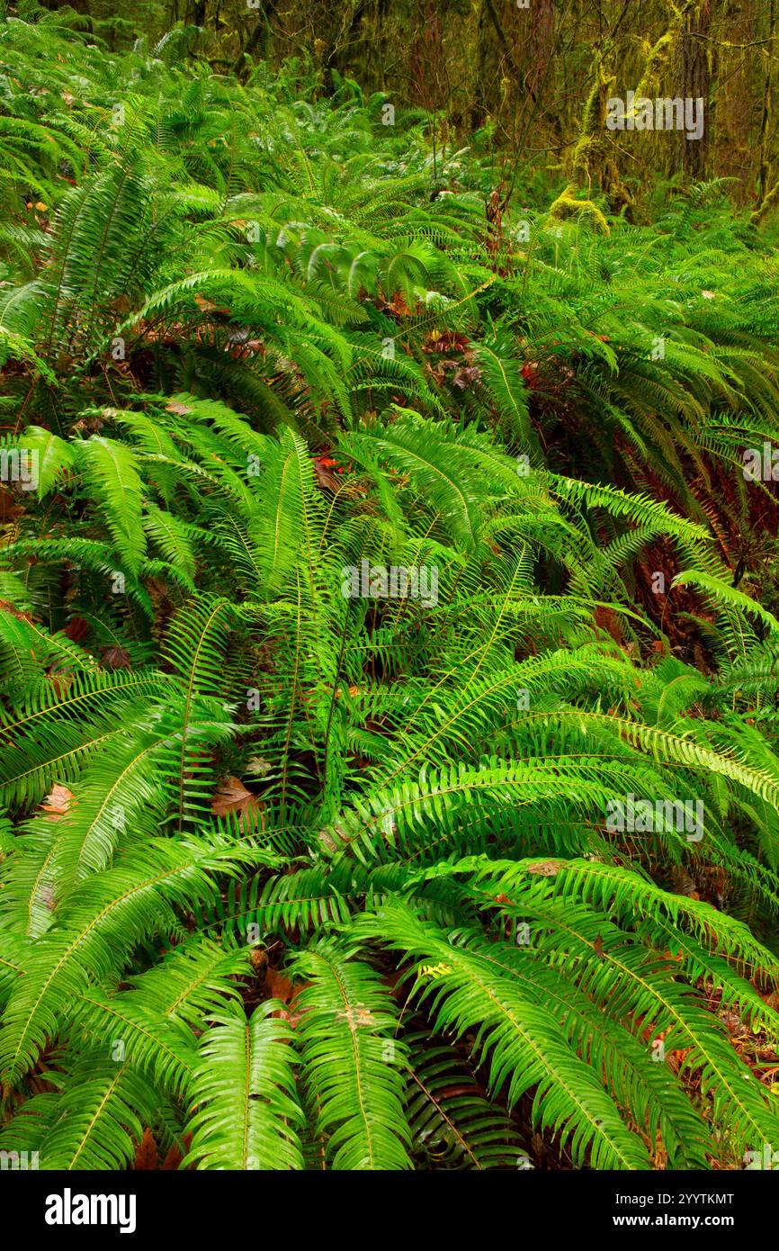 Western sword fern (Polystichum munitum), Silver Falls State Park ...