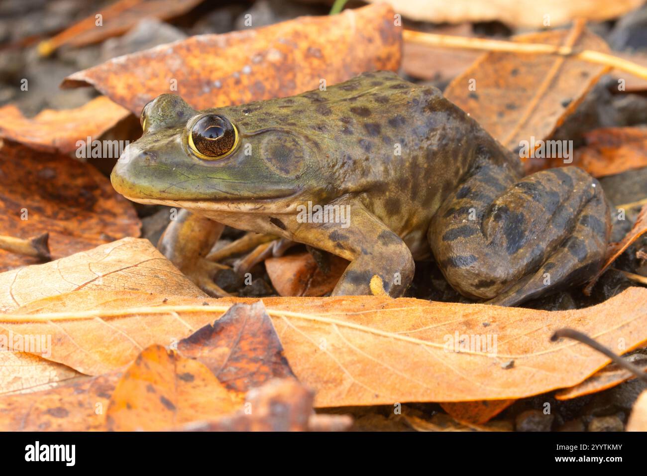 American bullfrog (Lithobates catesbeianus), Ankeny National Wildlife ...