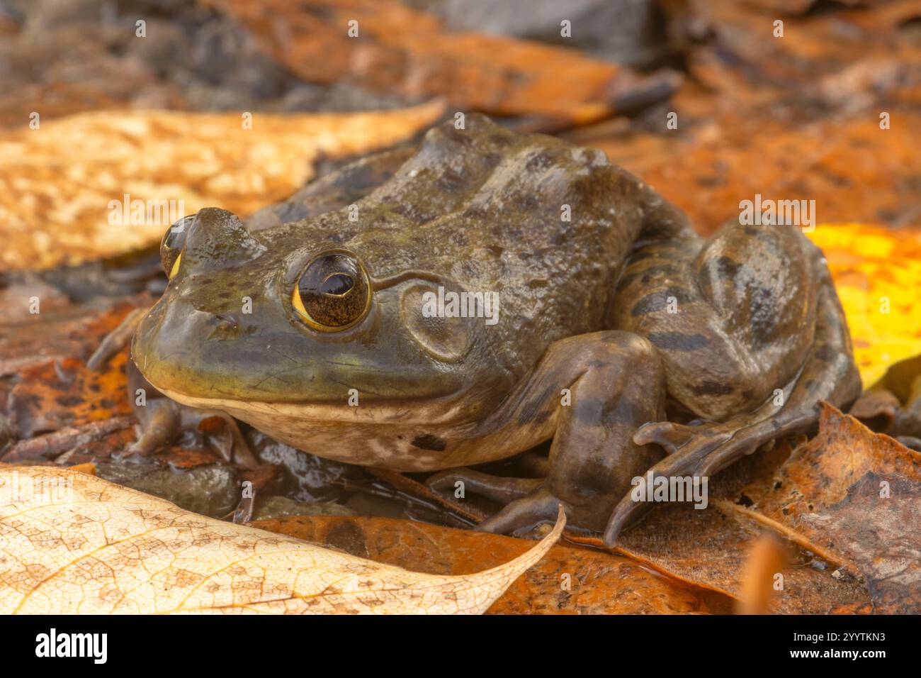 American bullfrog (Lithobates catesbeianus), Ankeny National Wildlife ...