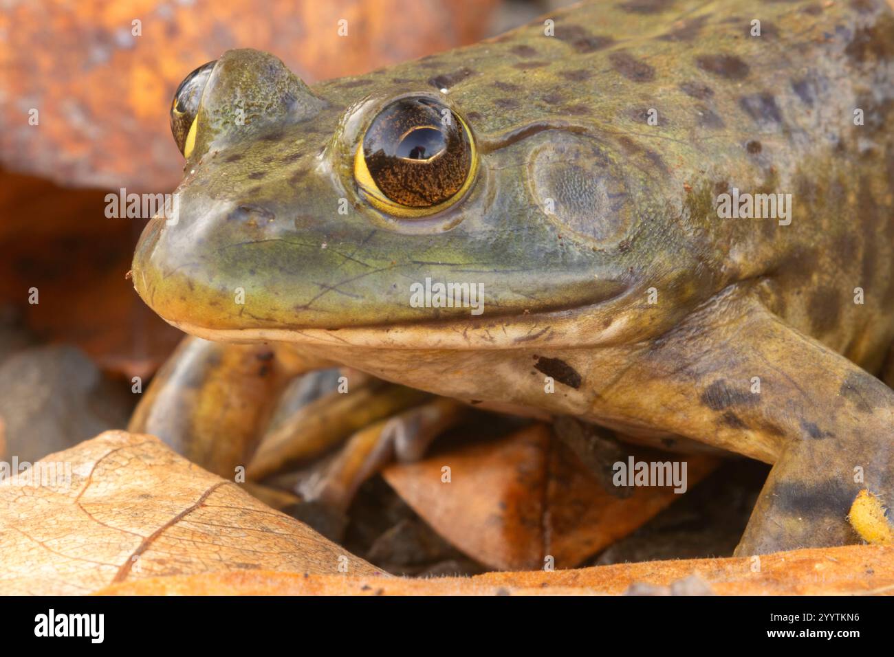American bullfrog (Lithobates catesbeianus), Ankeny National Wildlife ...