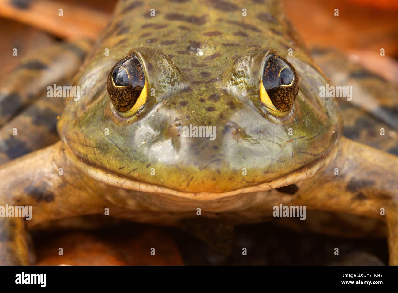 American bullfrog (Lithobates catesbeianus), Ankeny National Wildlife ...