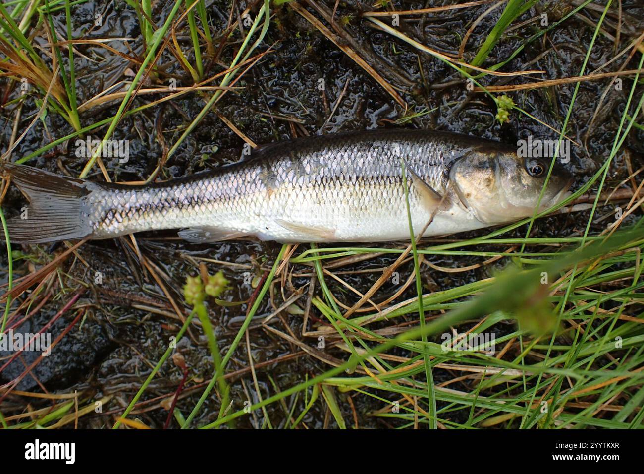 Creek Chub (Semotilus atromaculatus Stock Photo - Alamy