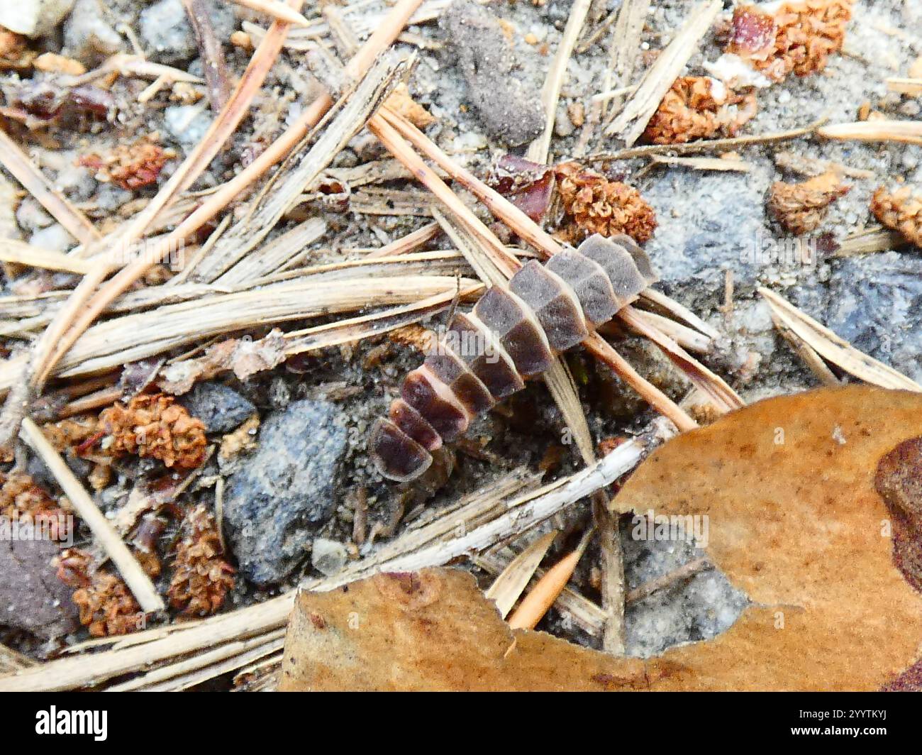 European Glow-worm (Lampyris noctiluca Stock Photo - Alamy