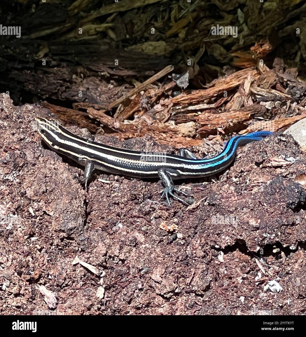 Common Five-lined Skink (Plestiodon fasciatus Stock Photo - Alamy