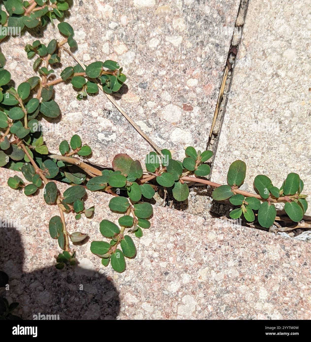limestone sandmat (Euphorbia blodgettii Stock Photo - Alamy