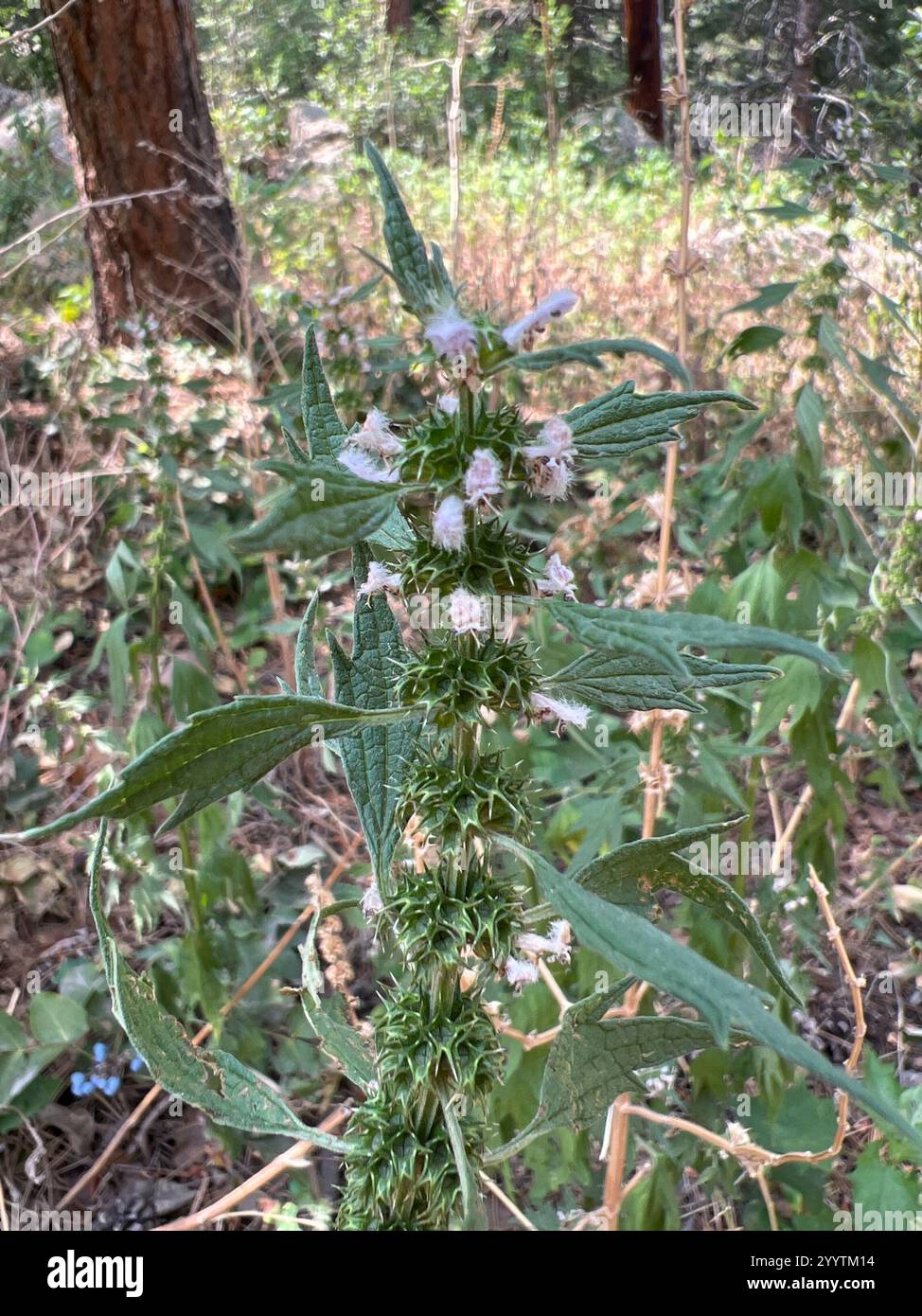 common motherwort (Leonurus cardiaca Stock Photo - Alamy