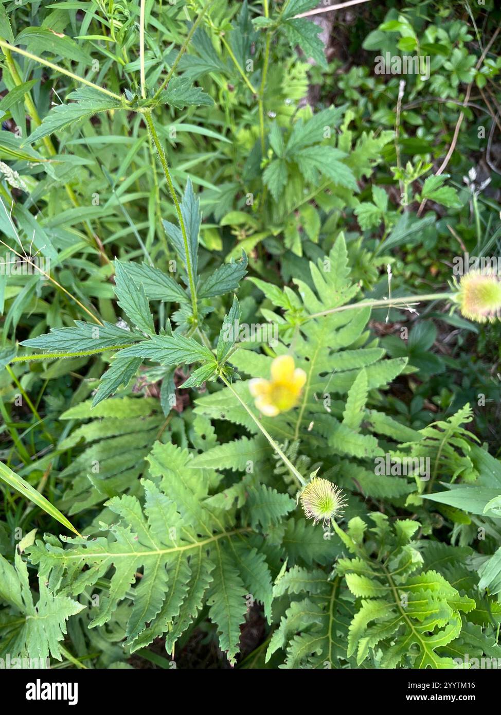 Yellow Avens (Geum aleppicum Stock Photo - Alamy