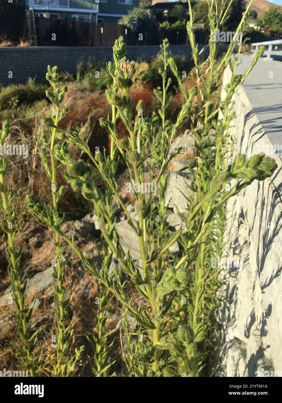 Madia sativa hi-res stock photography and images - Alamy
