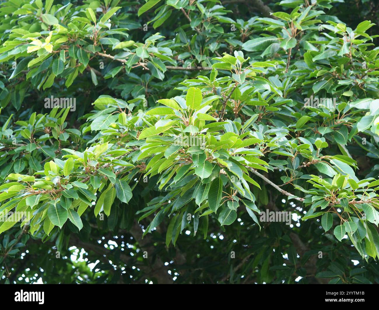 Japanese Superb Fig (Ficus subpisocarpa Stock Photo - Alamy