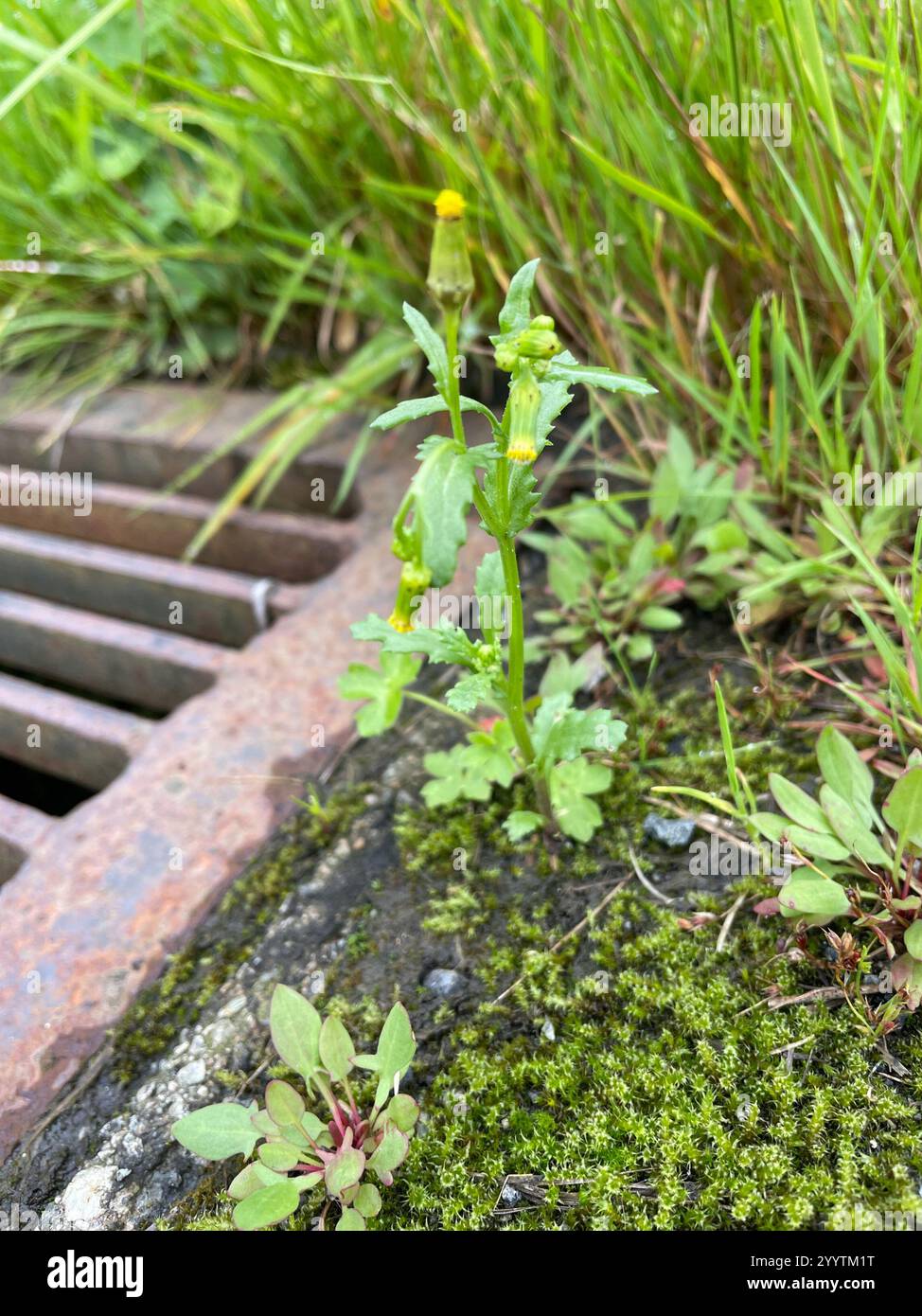 common groundsel (Senecio vulgaris Stock Photo - Alamy