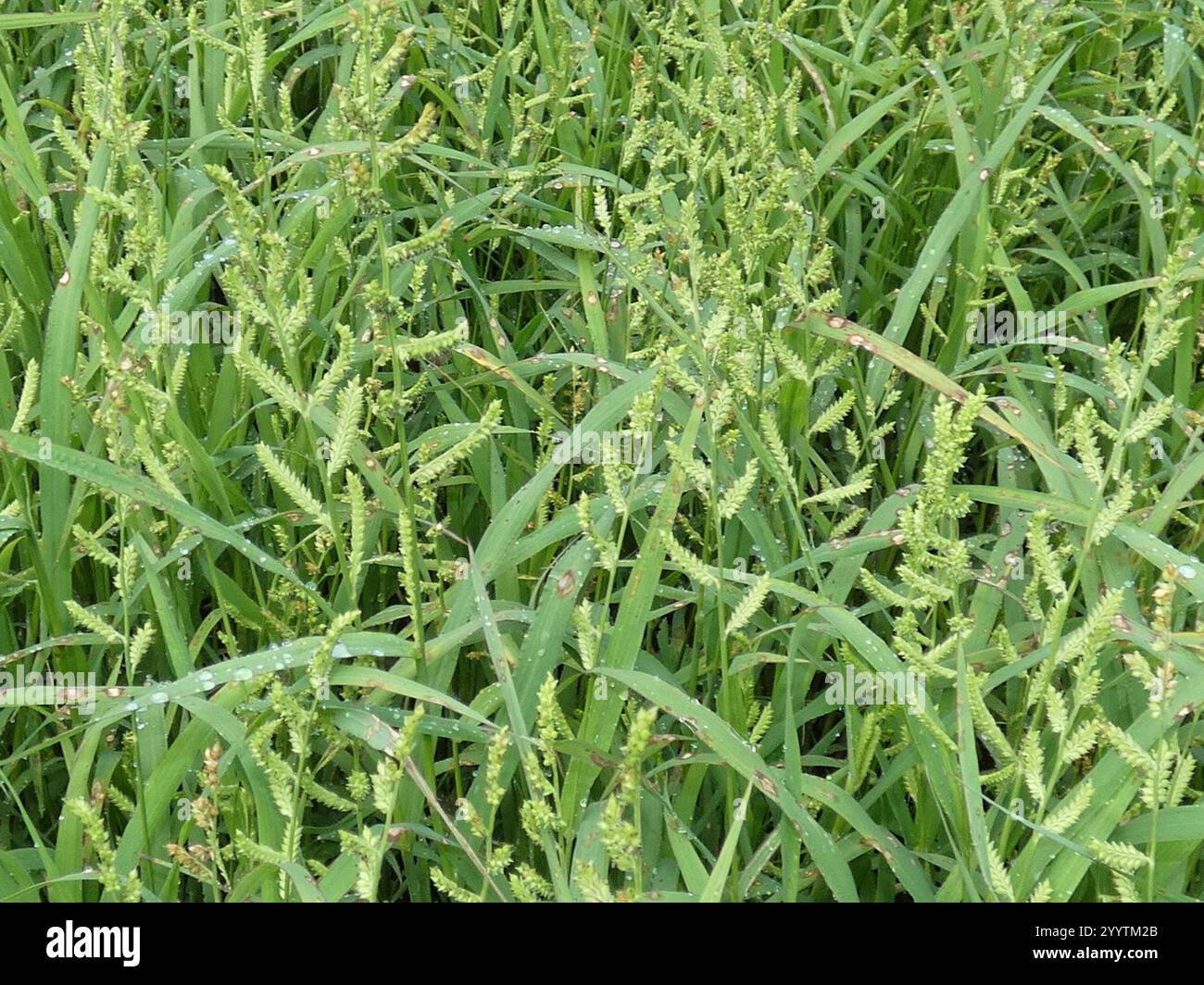 Jungle Rice (Echinochloa colonum Stock Photo - Alamy