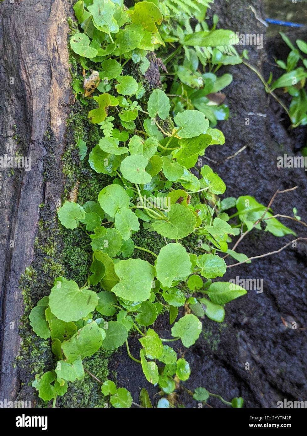 American Coinwort (Centella erecta Stock Photo - Alamy