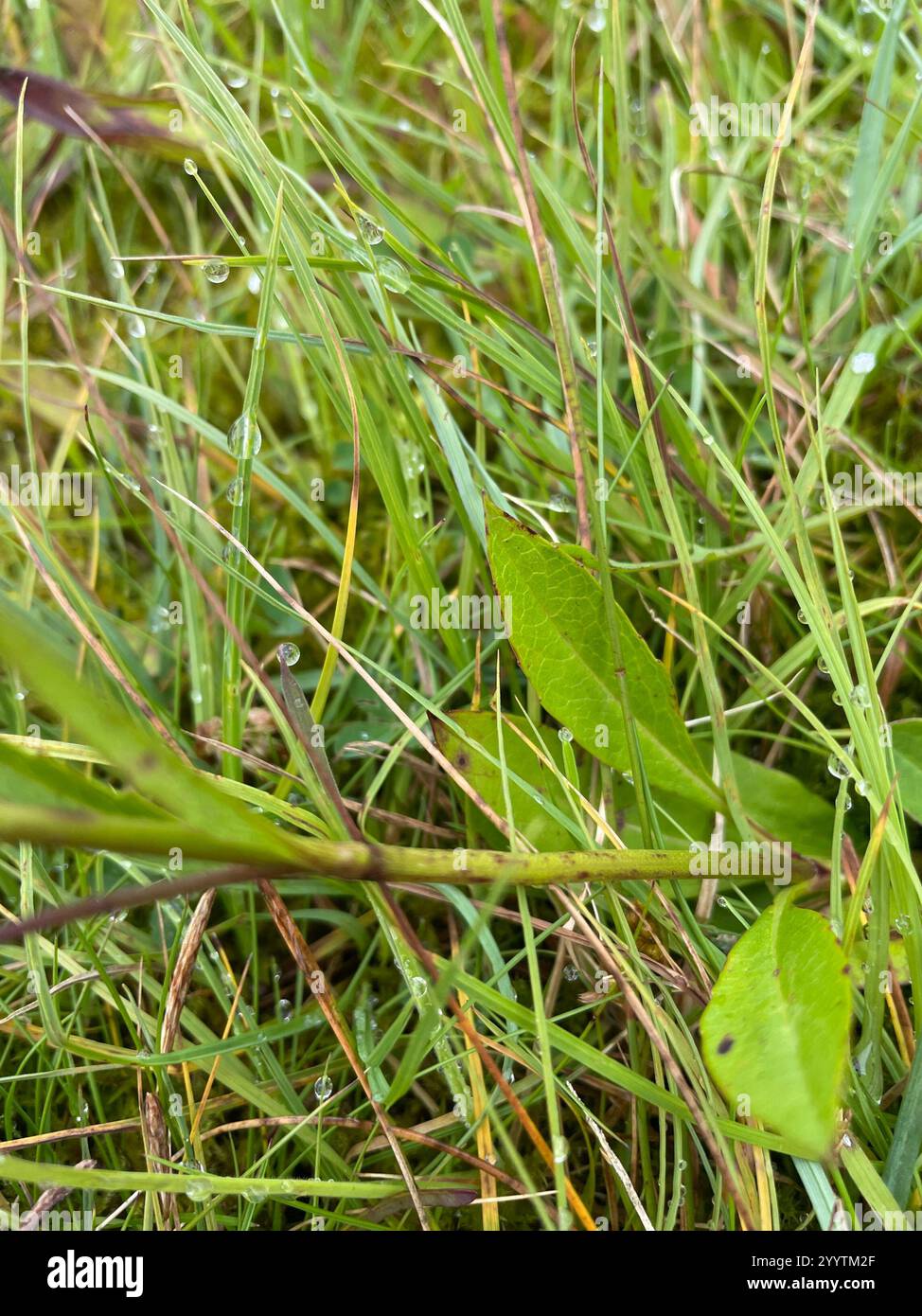 Devil's-bit Scabious (Succisa pratensis Stock Photo - Alamy