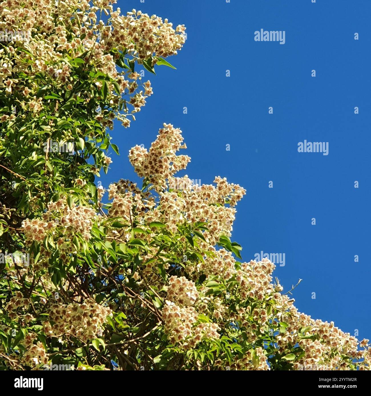 wonga vine (Pandorea pandorana Stock Photo - Alamy