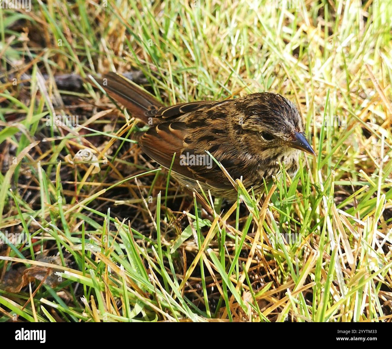 New World Sparrows (Passerellidae Stock Photo - Alamy
