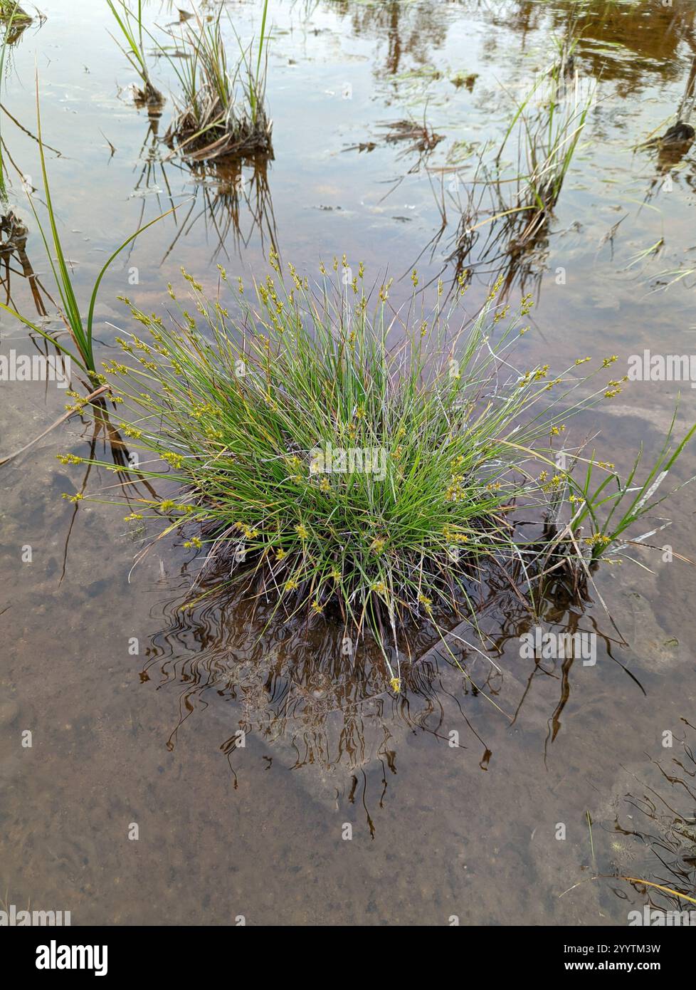 star sedge (Carex echinata Stock Photo - Alamy