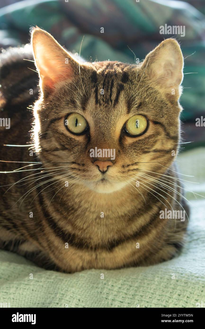 American shorthair cat, West Hartford, Connecticut Stock Photo - Alamy