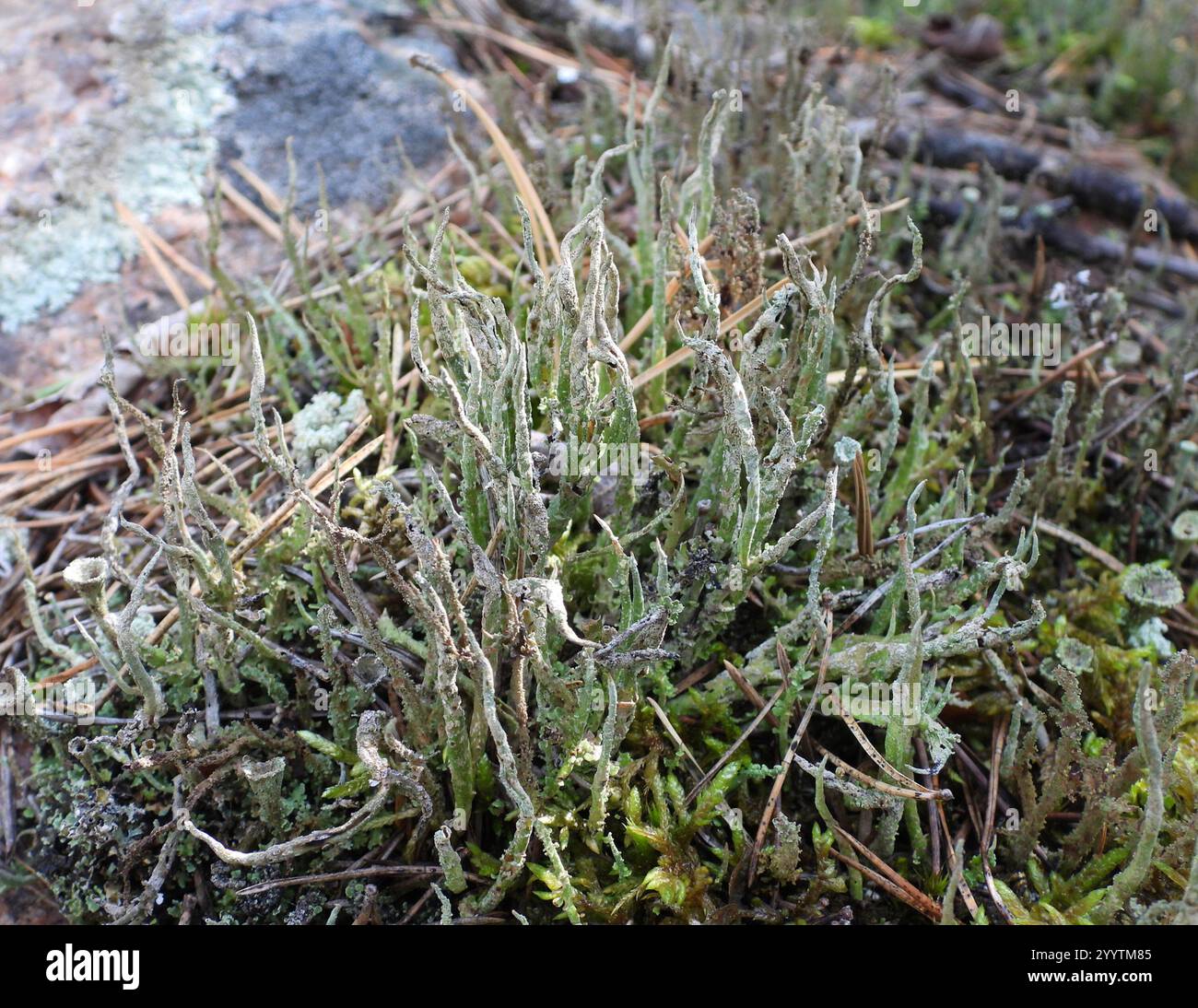 Bighorn Pixie Lichen (Cladonia cornuta cornuta Stock Photo - Alamy