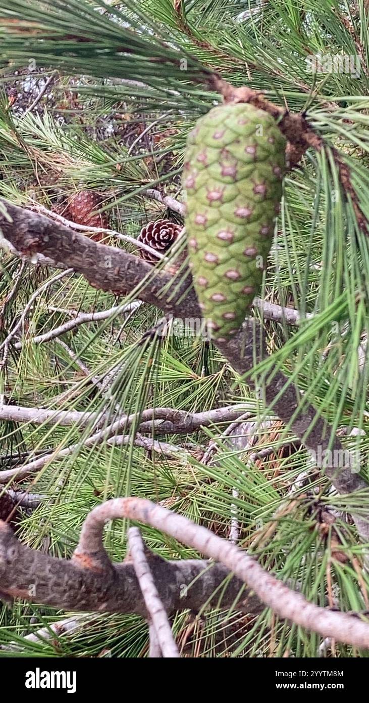 Aleppo pine (Pinus halepensis Stock Photo - Alamy