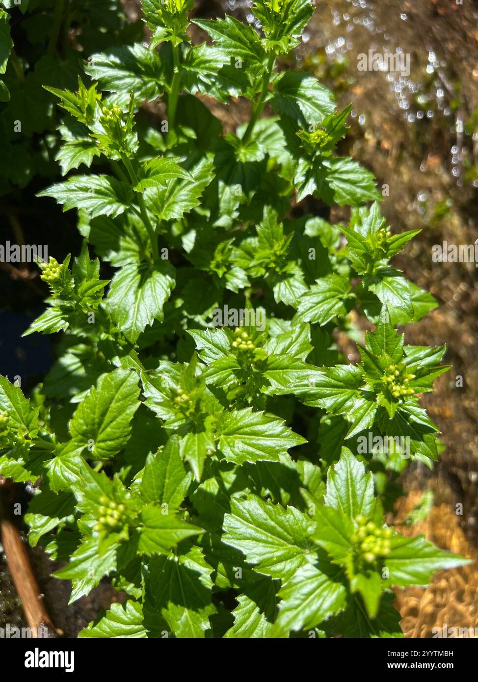 heartleaf bittercress (Cardamine cordifolia Stock Photo - Alamy